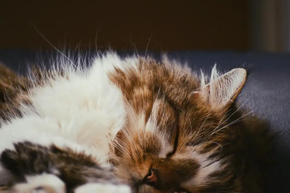 Pourquoi les chats ronronnent ? 5 raisons surprenantes expliquées