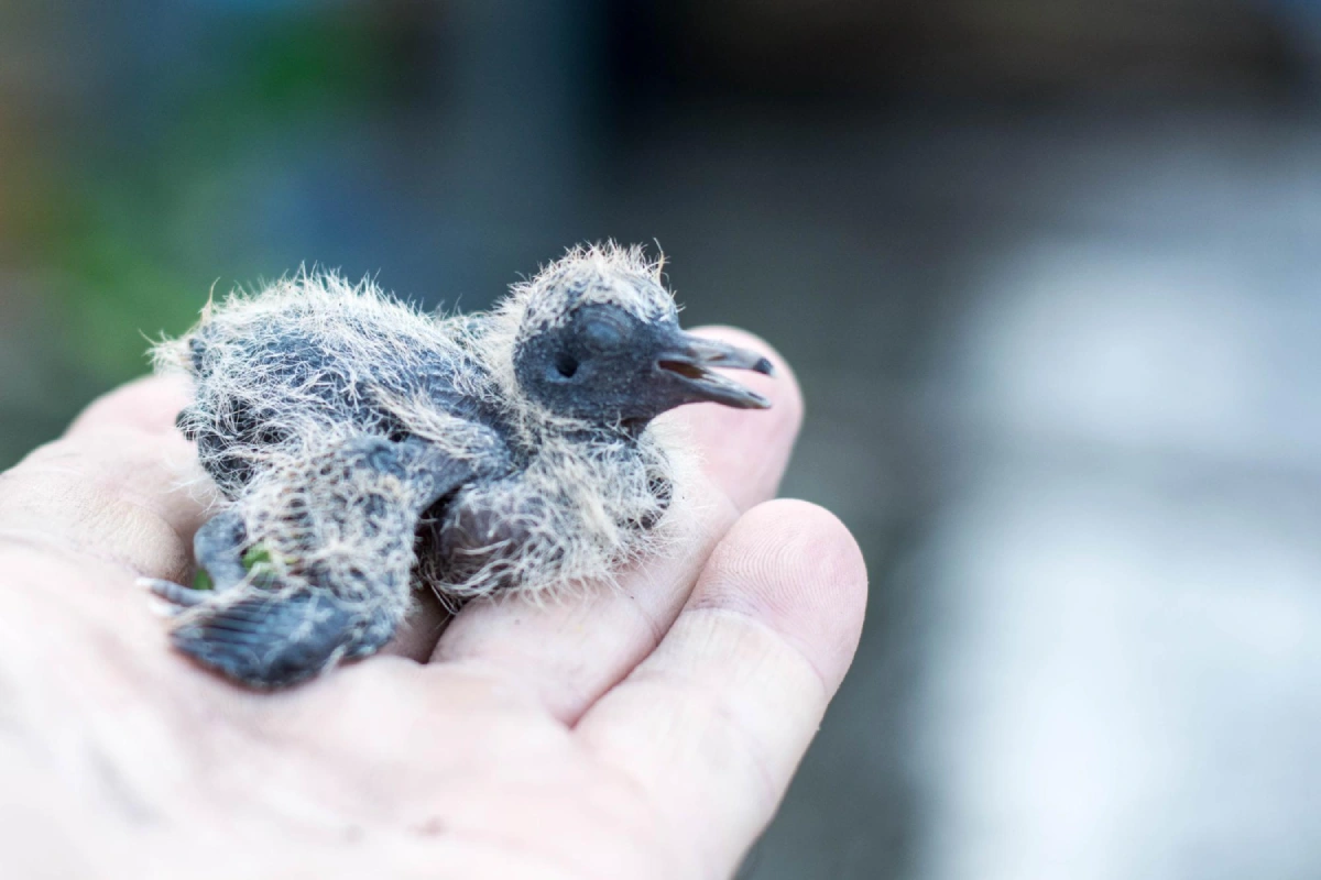 Bebe Pigeon 20 Jours