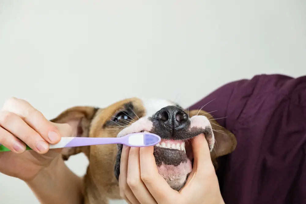 Guide complet de l'hygiène du chien: soins quotidiens essentiels